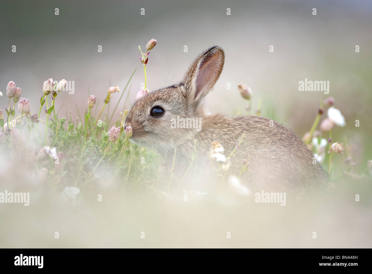 Rabbit summer uk animal hi-res stock photography and images - Alamy