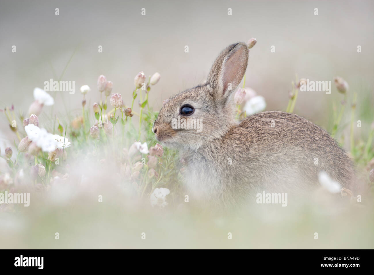 Oryctolagus cuniculus - wild rabbit Stock Photo - Alamy