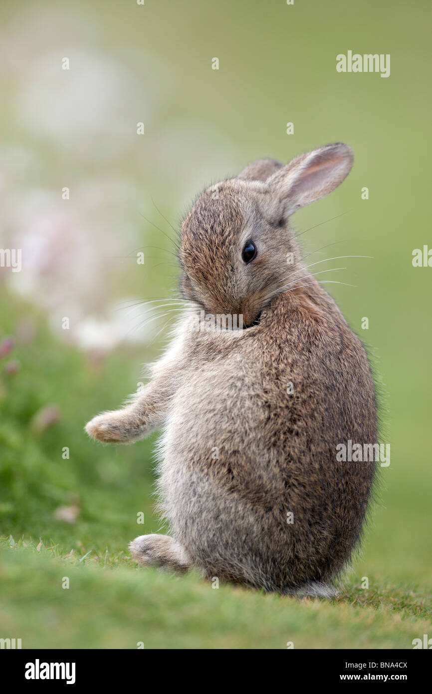 Wild rabbit washing hi-res stock photography and images - Alamy