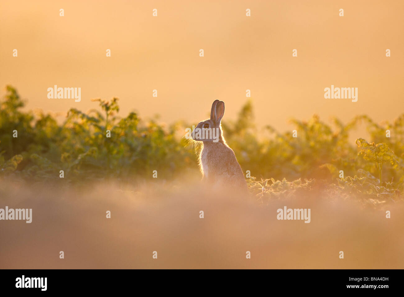 Backlit animal hi-res stock photography and images - Alamy