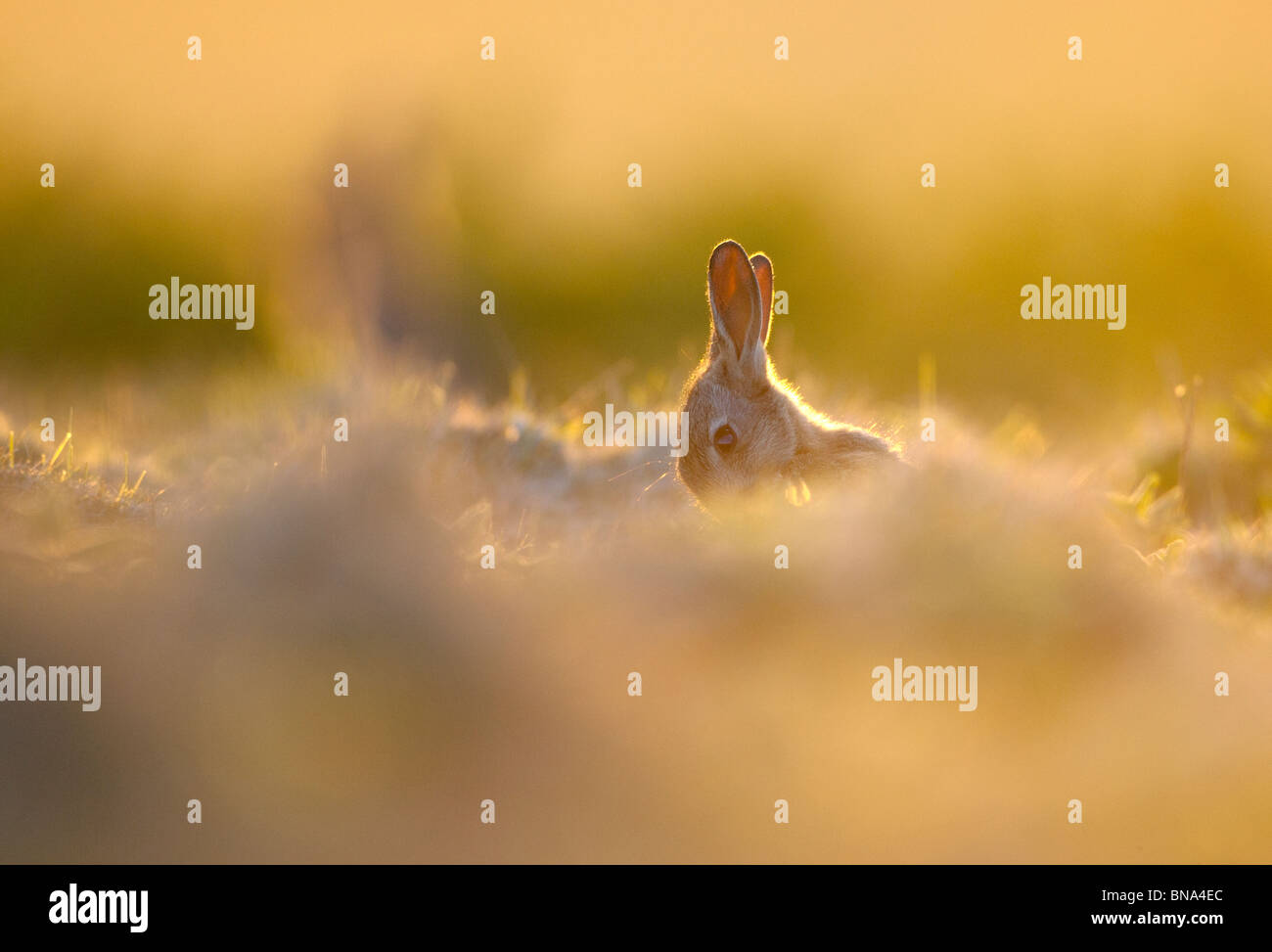 Backlit animal hi-res stock photography and images - Alamy