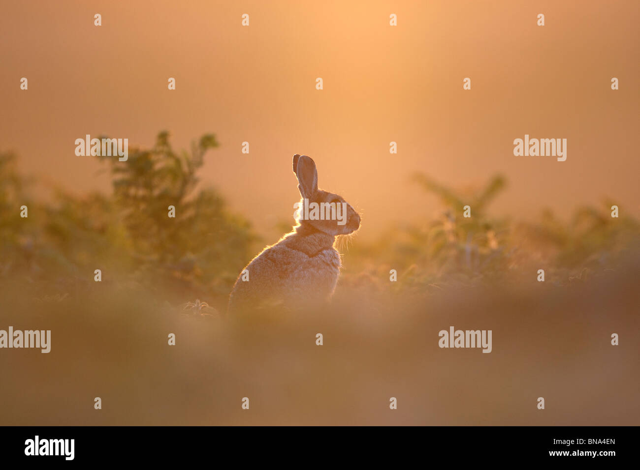 Oryctolagus cuniculus rabbit hi-res stock photography and images - Alamy
