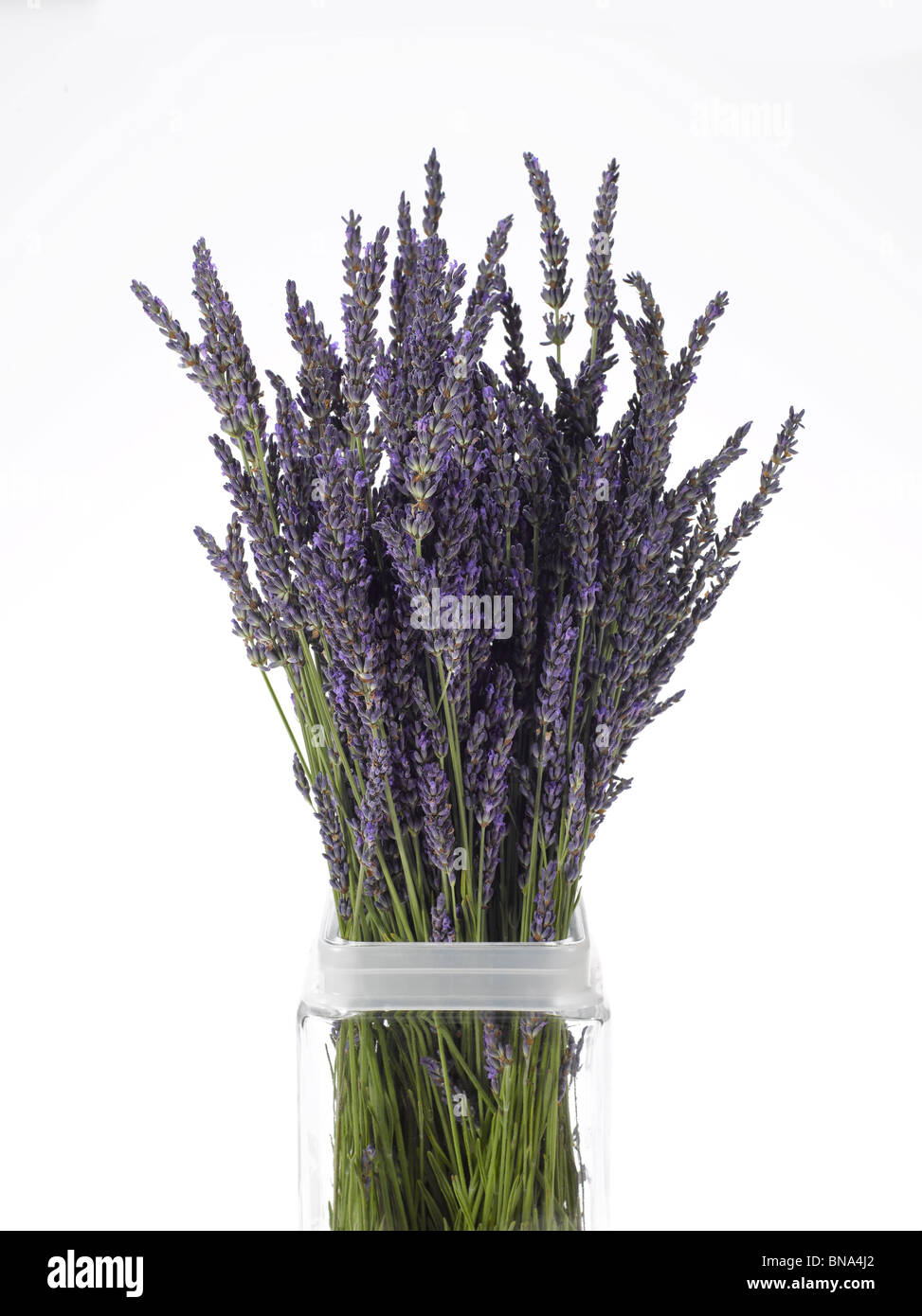 lavender bouquet in glass vase on white background Stock Photo - Alamy