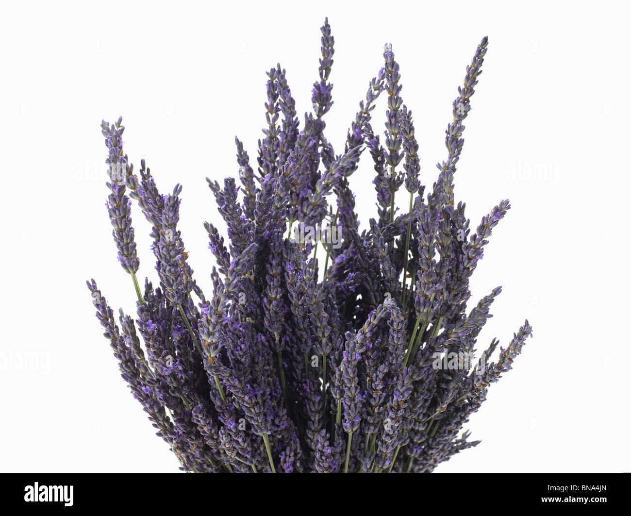 Bunch of fresh lavender Stock Photo - Alamy