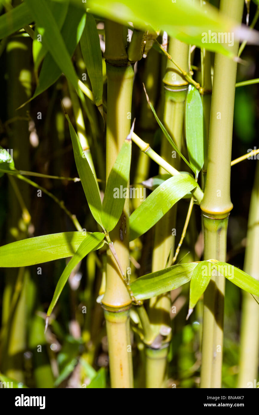 Evergreen bamboo bamboos hi-res stock photography and images - Alamy