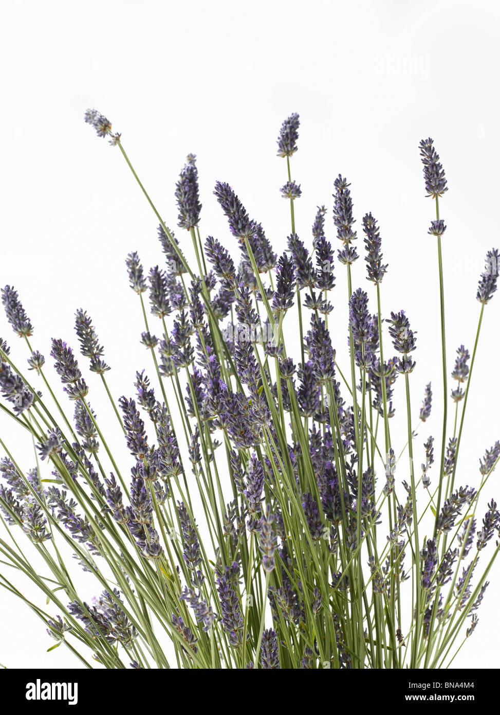 Bunch of fresh lavender Stock Photo - Alamy