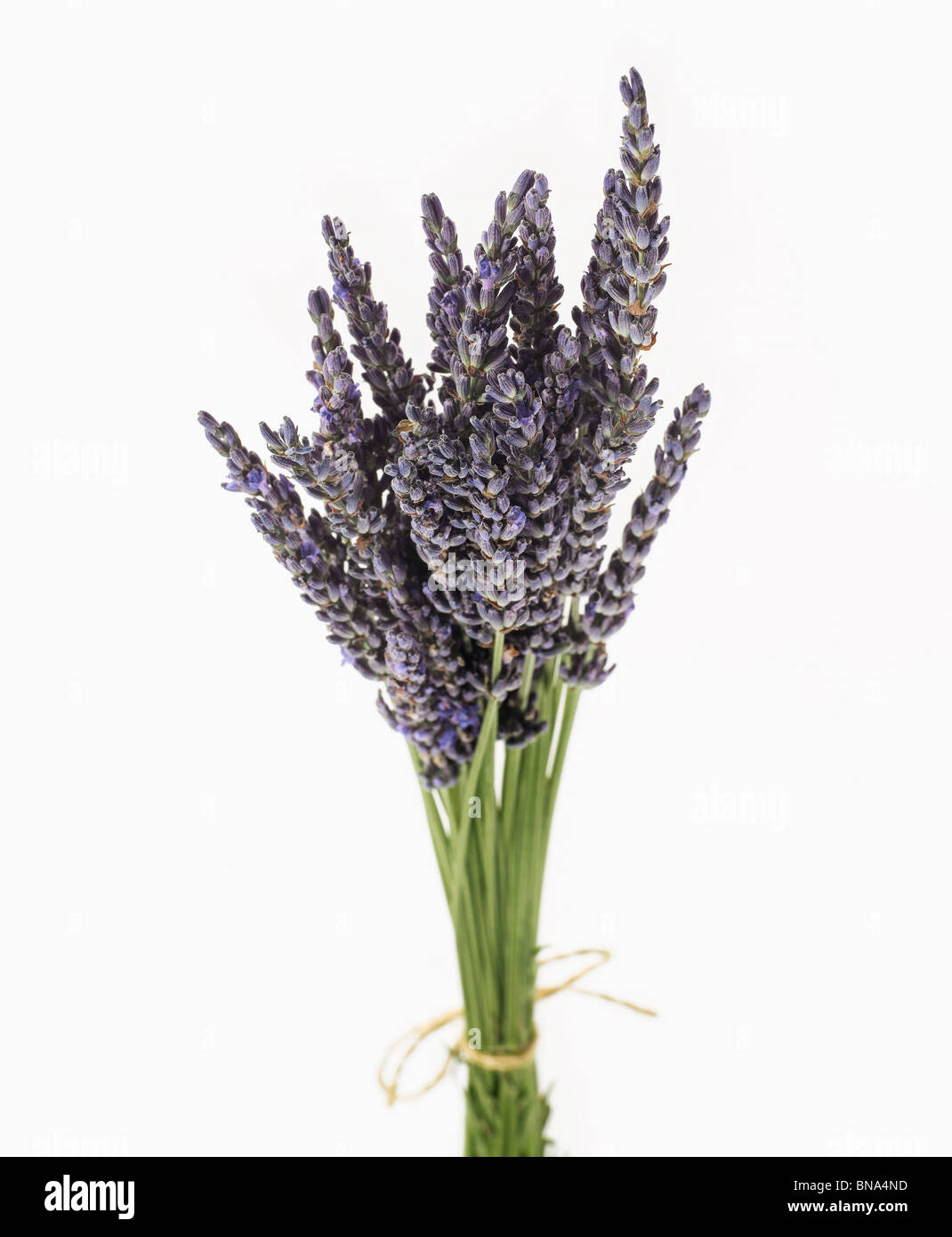 Bunch of fresh lavender Stock Photo - Alamy