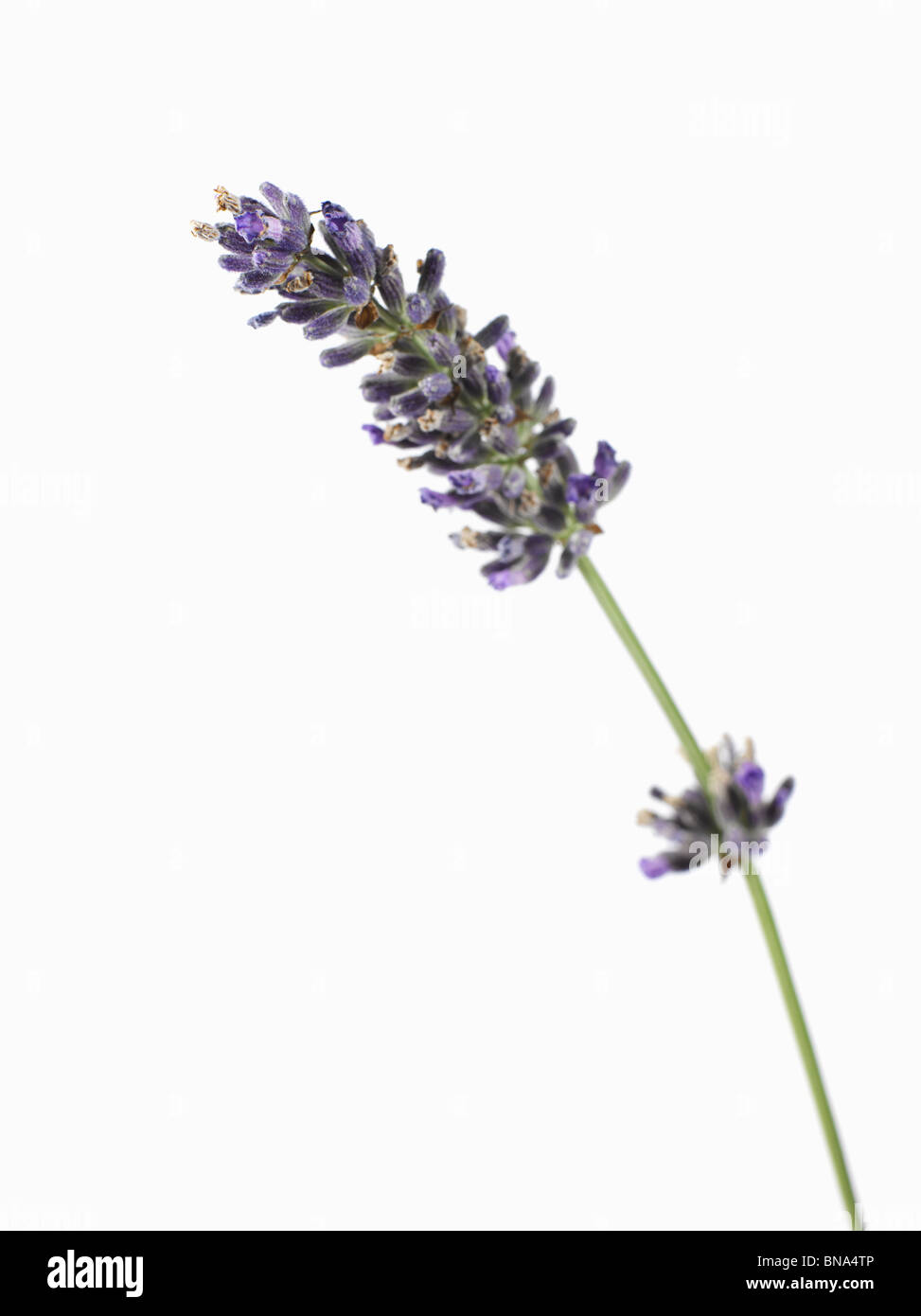 Sprig lavender High Resolution Stock Photography and Images - Alamy