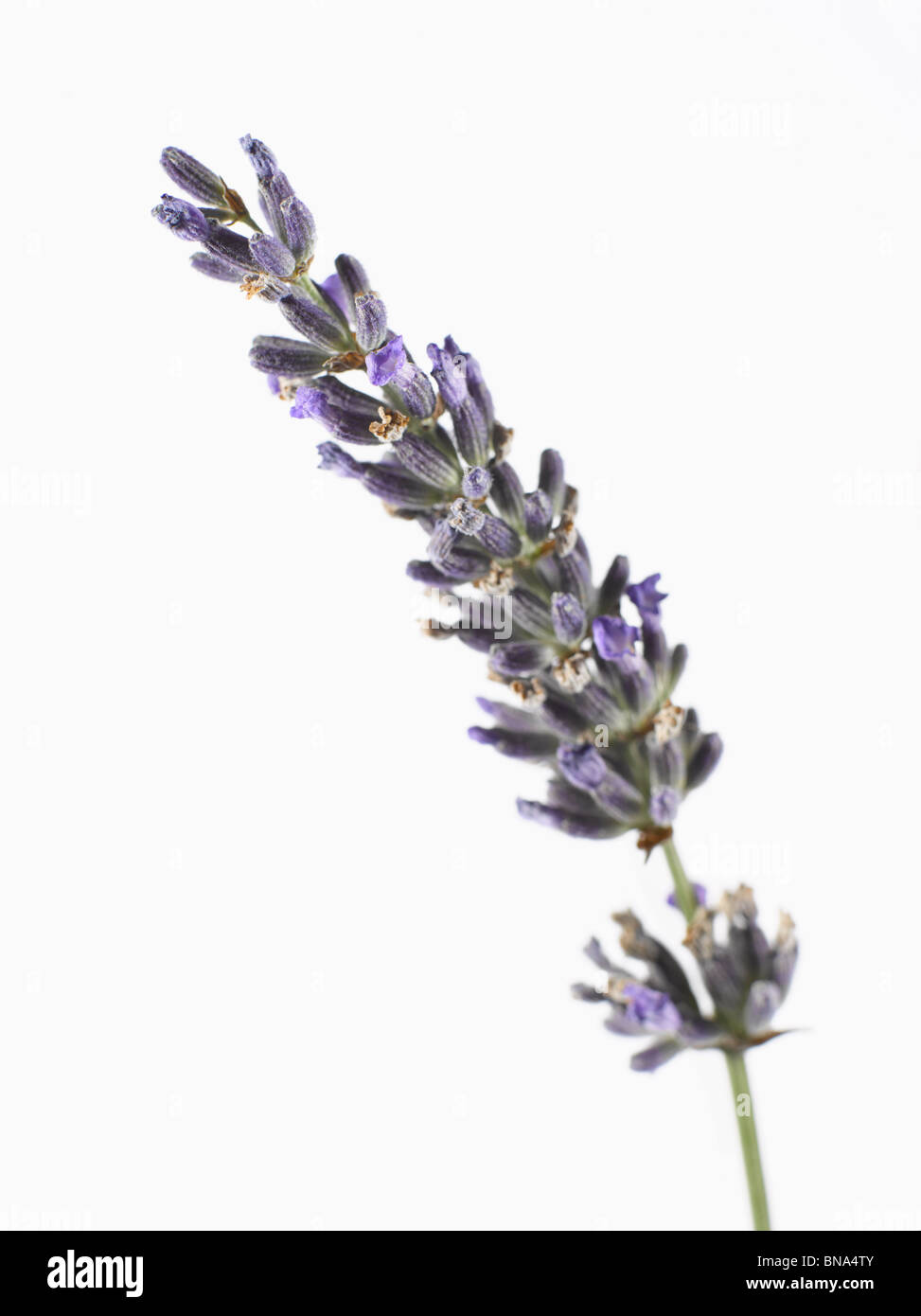 Bunch of fresh lavender Stock Photo - Alamy