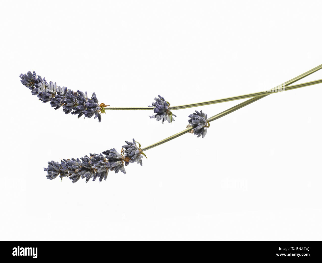 Delicate lavender flower Cut Out Stock Images & Pictures - Alamy