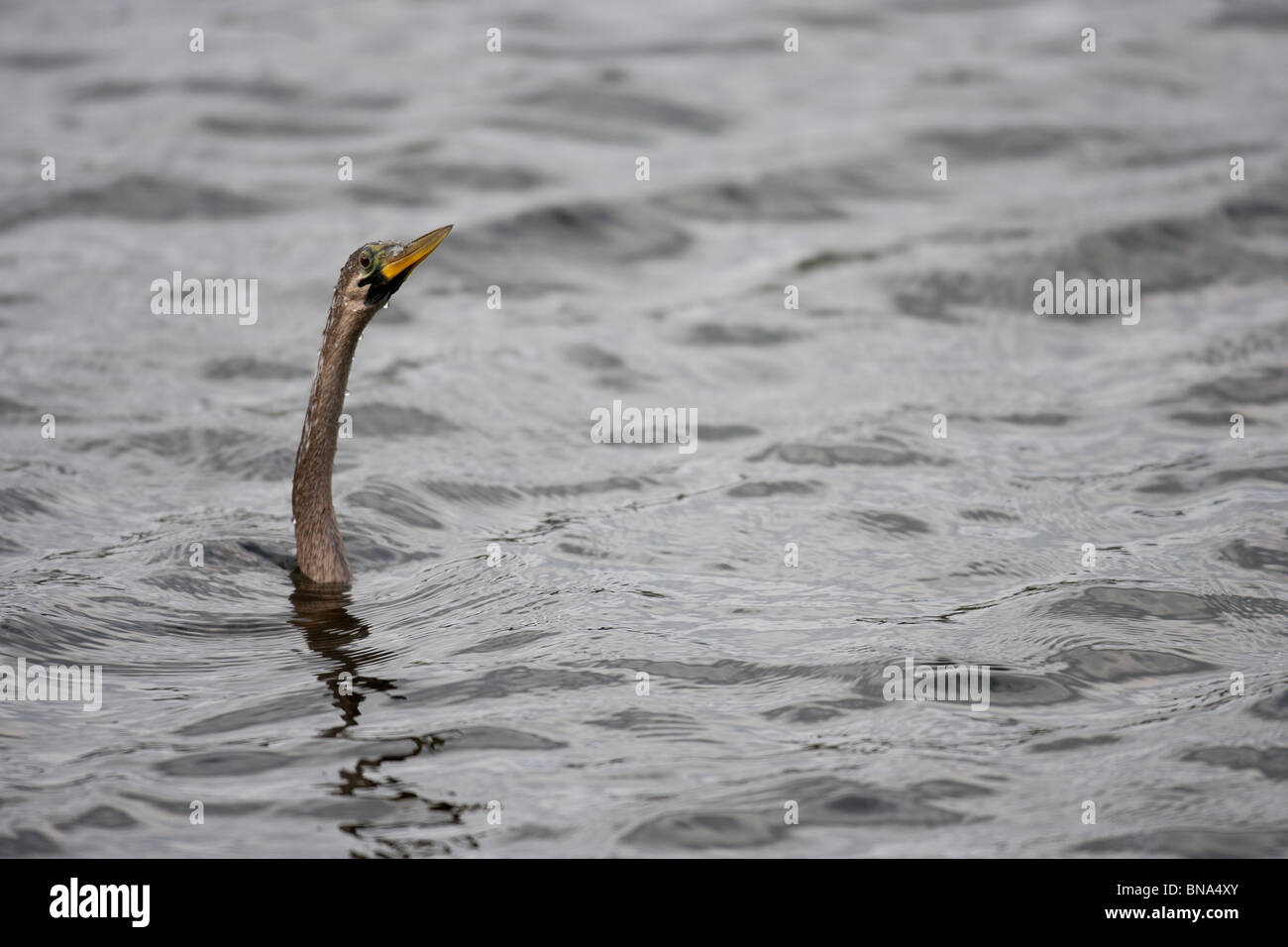 Anhinga (Anhinga anhinga leucogaster), female swimming with head out of ...