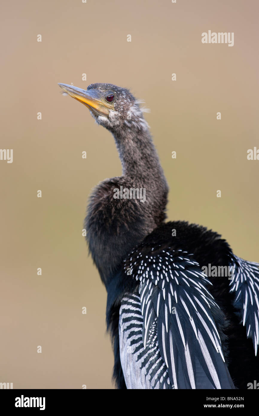 Anhinga (Anhinga anhinga leucogaster), female Stock Photo - Alamy