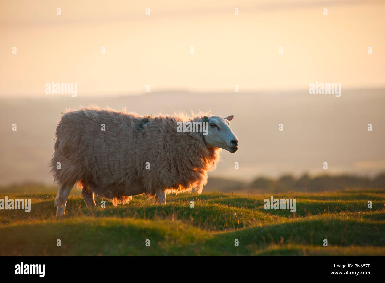 Welsh sheep hi-res stock photography and images - Alamy