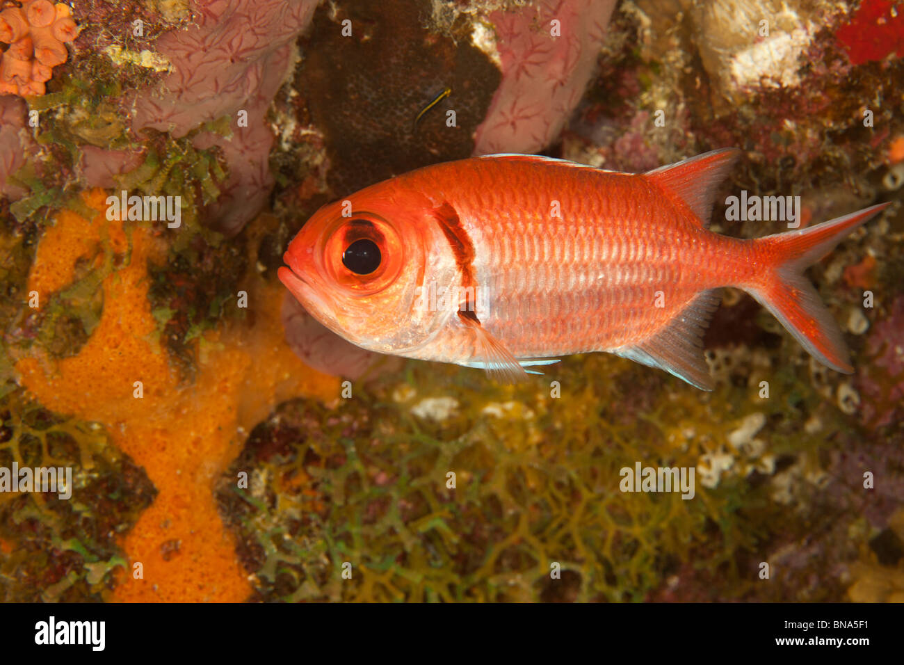 Blackbar Soldierfish (Myripristris jacobus) on a tropical coral reef in ...