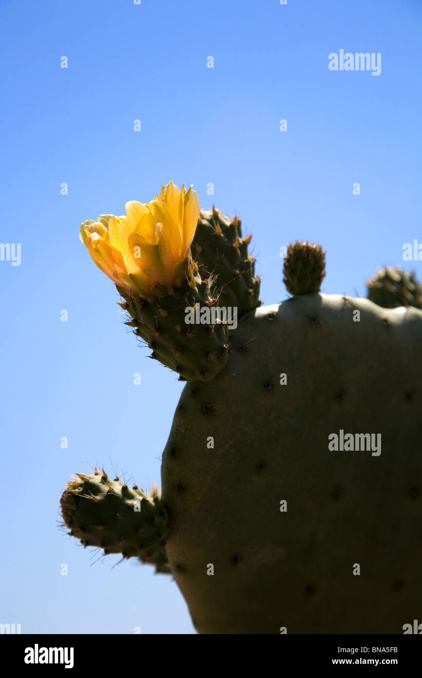 Prickly Pear Cactus Stock Photo - Alamy