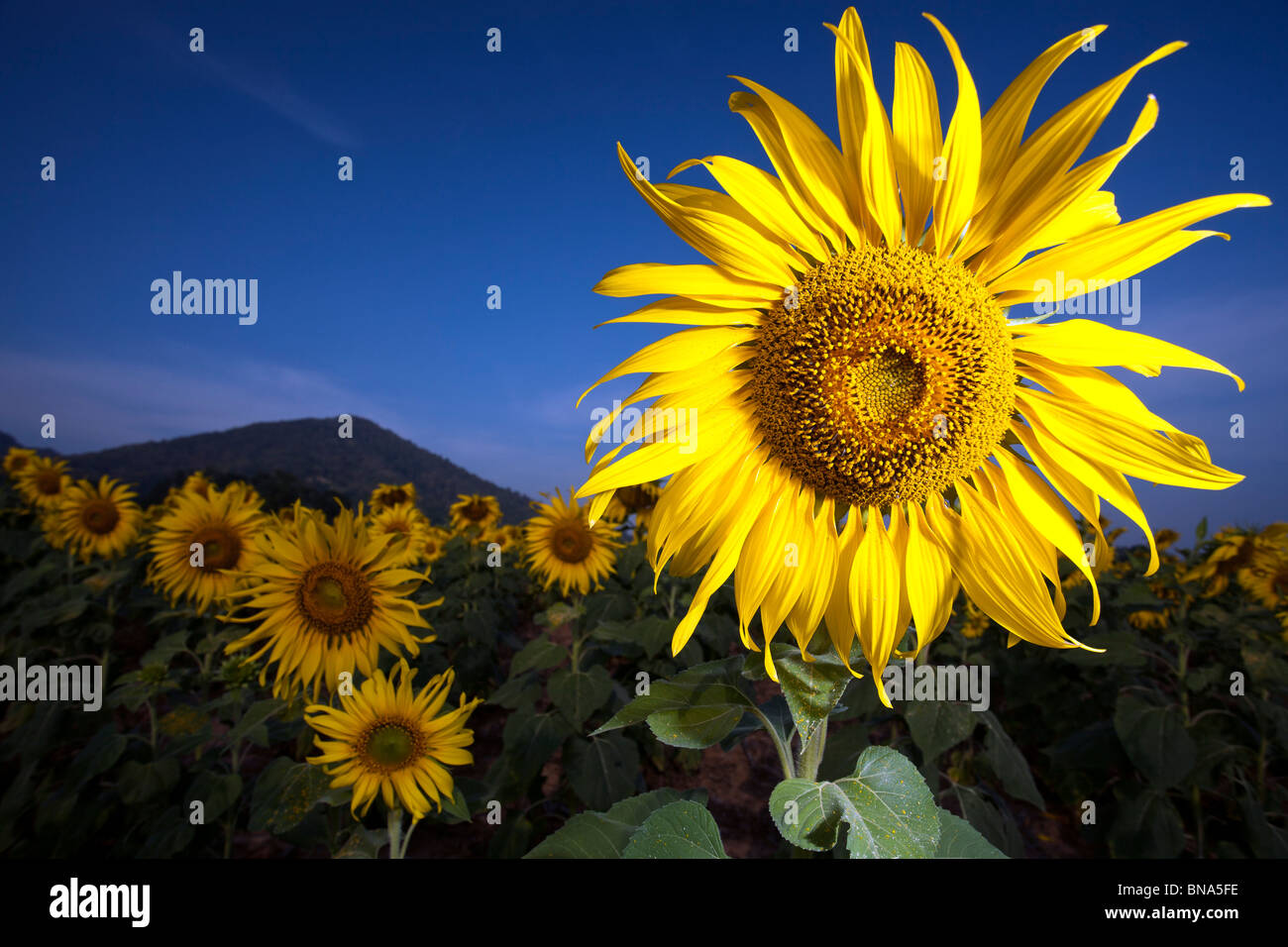 Sunflower field, Lop Buri, Thailand Stock Photo - Alamy