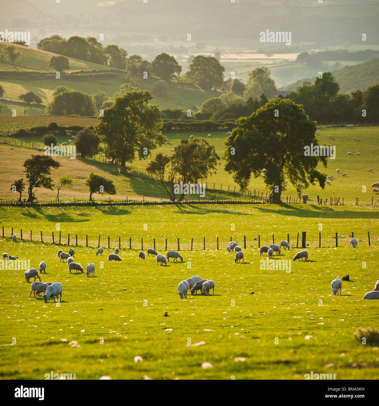Sheep pasture field hi-res stock photography and images - Alamy