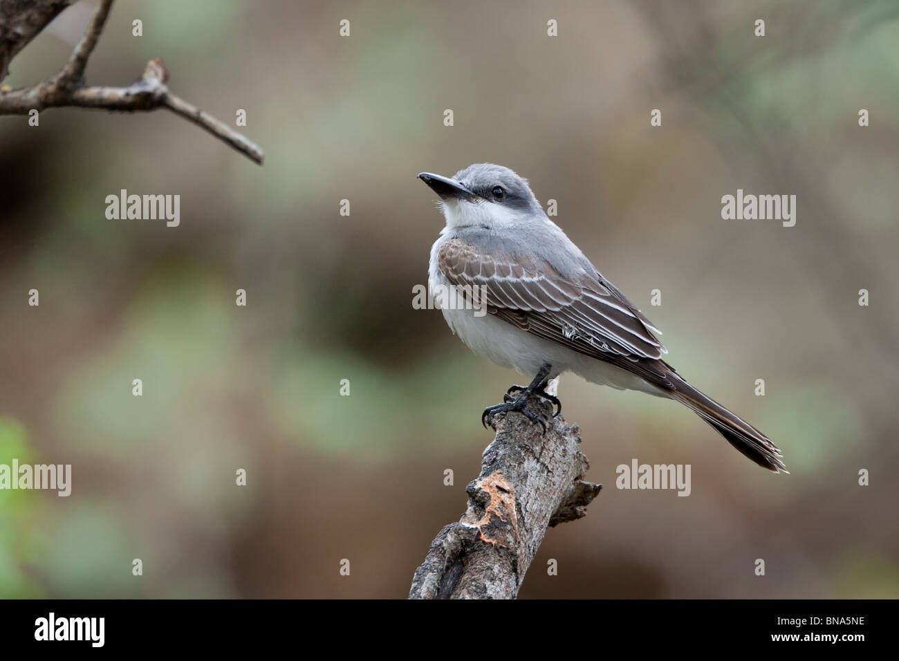 Gray Kingbird (Tyrannus dominicensis dominicensis Stock Photo - Alamy