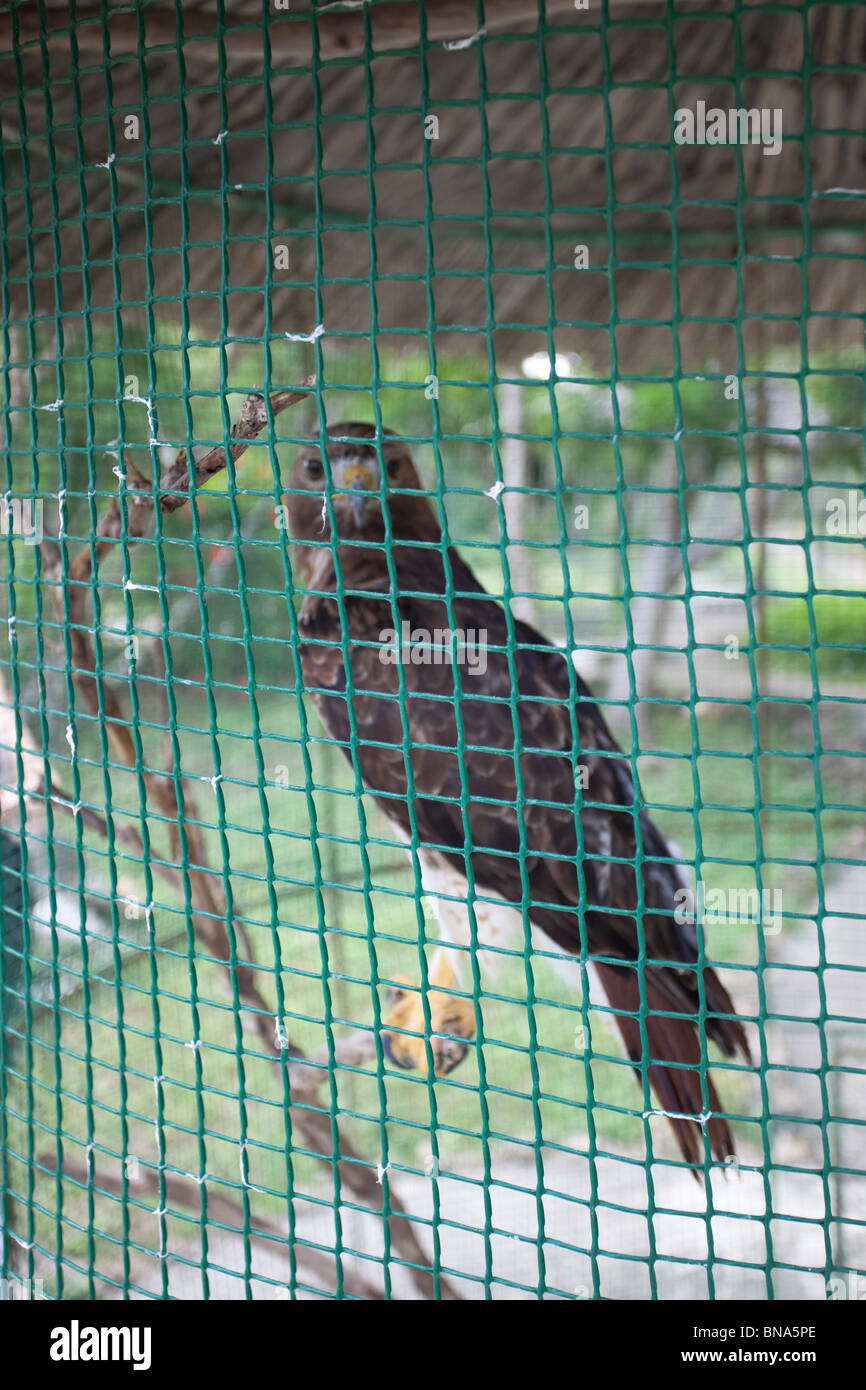 hawk behind wire cage. cage in focus bird out of focus Stock Photo - Alamy