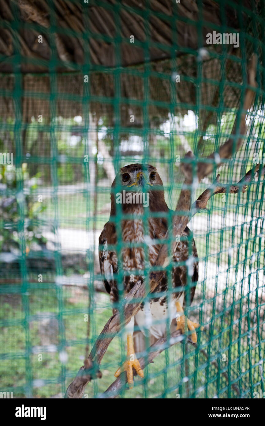 hawk behind wire cage. eyes looking straight at viewer. with sad ...