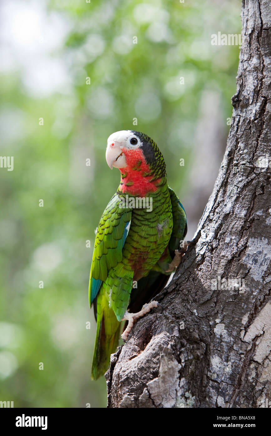 cuban Amazona leucocephala parrot Stock Photo - Alamy