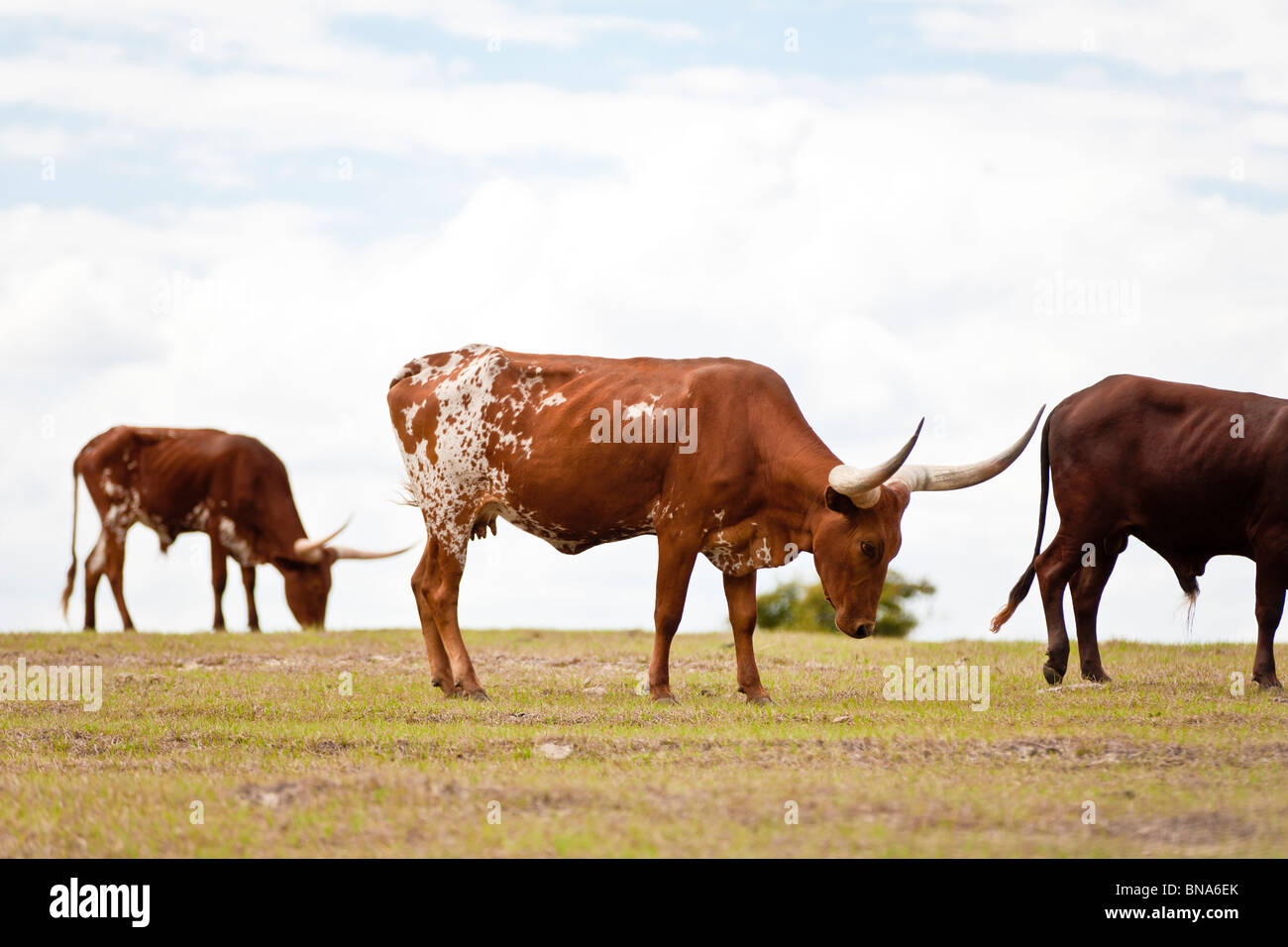 Longhorn beef cattle hi-res stock photography and images - Alamy