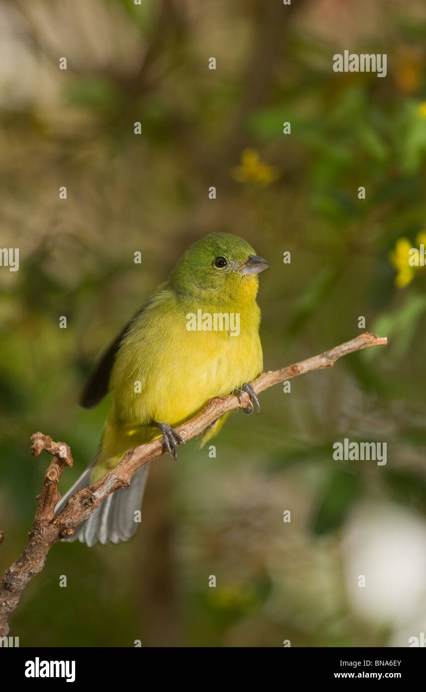 Female Painted Bunting in Florida Stock Photo - Alamy