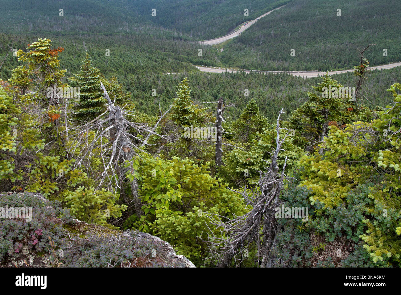 Balsam fir trees flag trees hi-res stock photography and images - Alamy