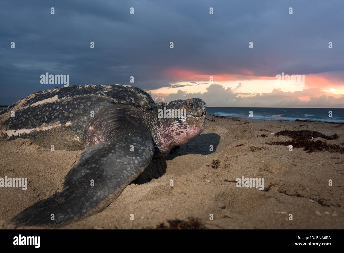 Leatherback sea turtle on the beach in Florida USA Stock Photo - Alamy