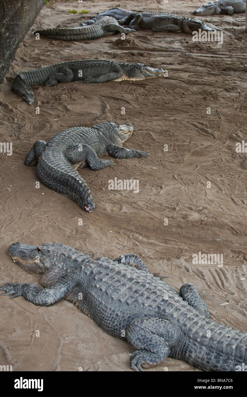 American alligator (Alligator mississipiensis) relaxes on land in ...