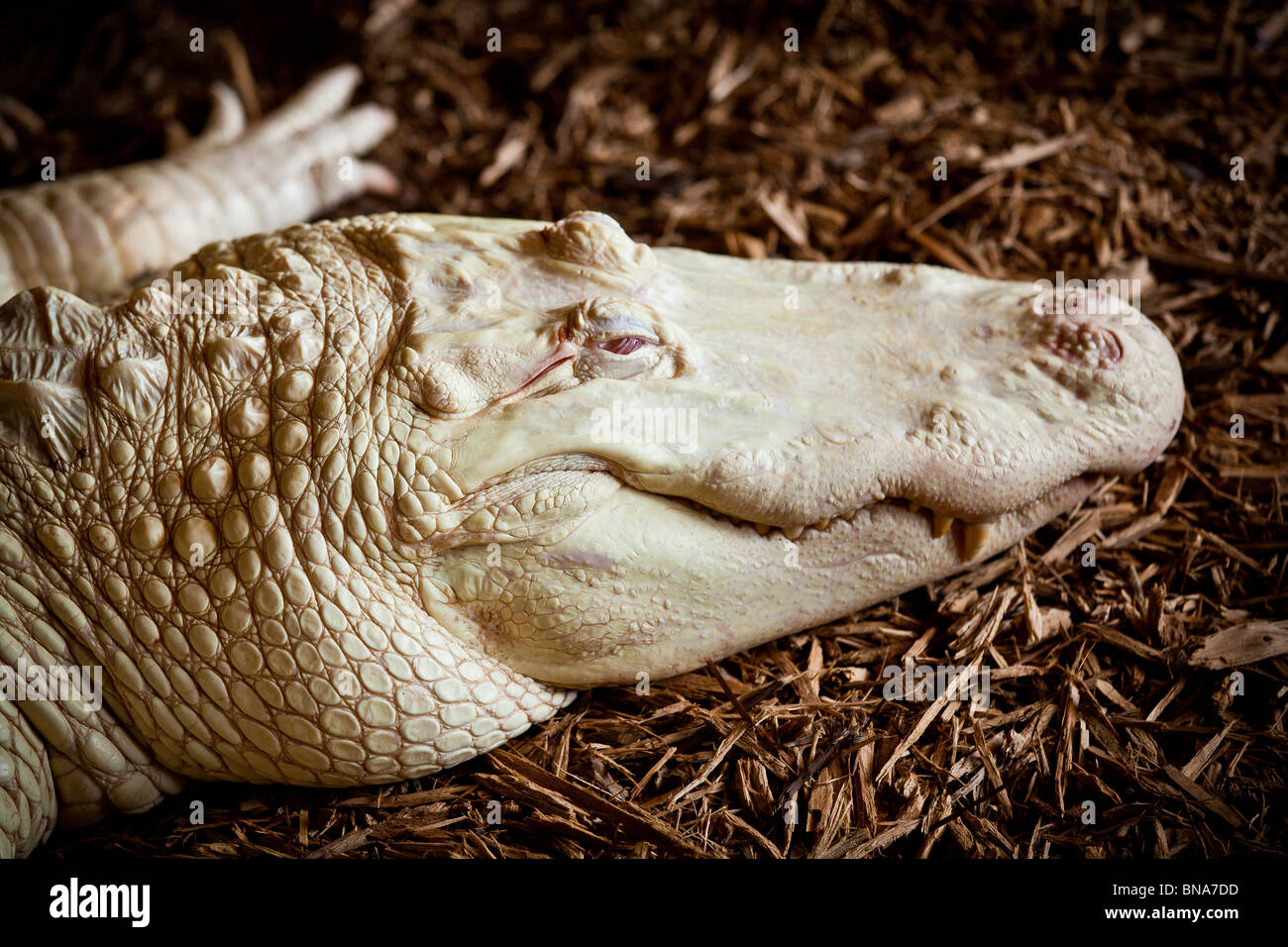 Rare albino American alligator (Alligator mississipiensis) relaxes on ...