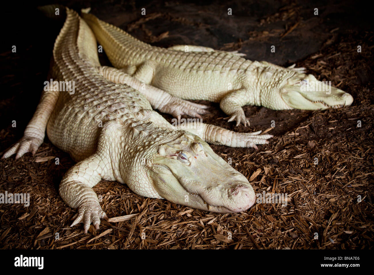 A mother & child Rare albino American alligator (Alligator ...