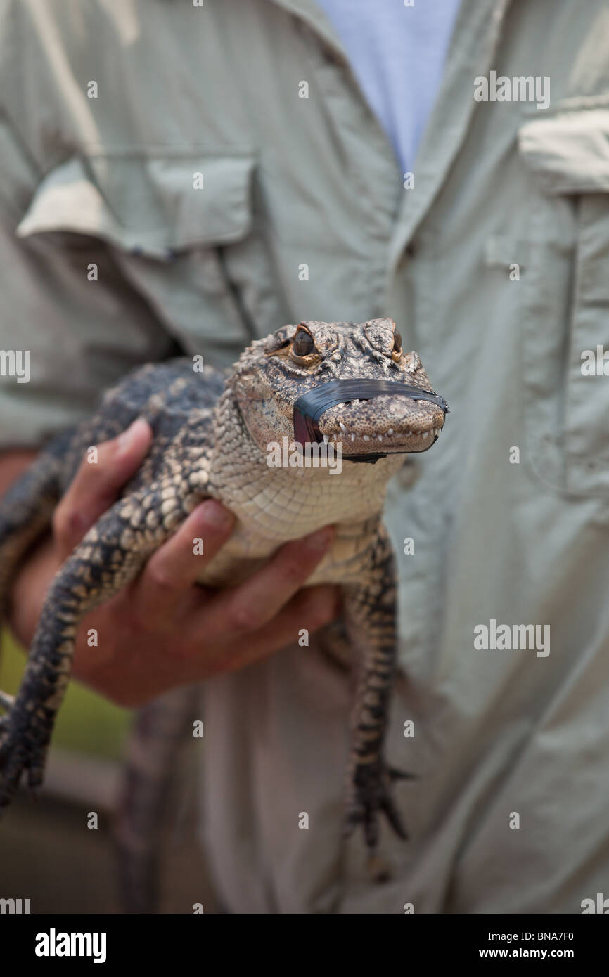 A juvenile American alligator (Alligator mississipiensis) held by a ...