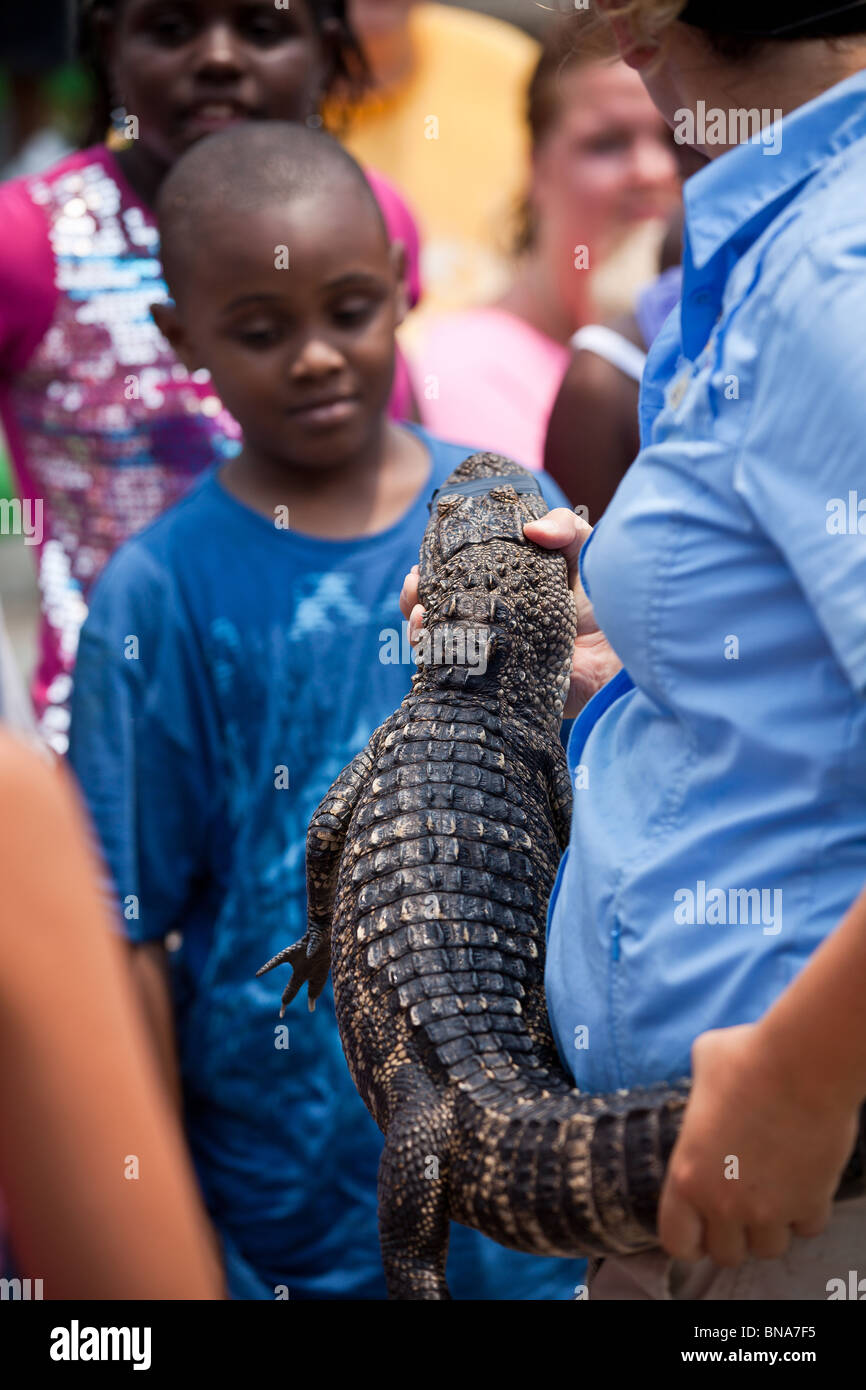 A juvenile American alligator (Alligator mississipiensis) held by a ...