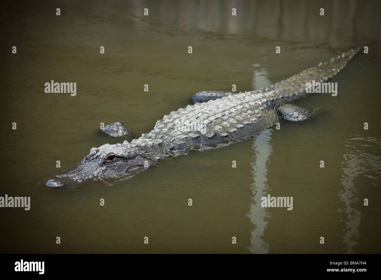 American alligator (Alligator mississipiensis) floats in a swamp in ...
