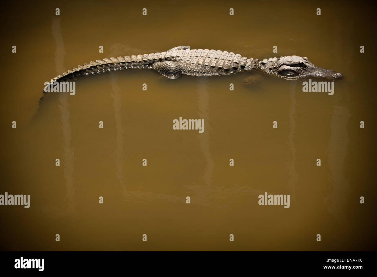 Juvenile American alligator (Alligator mississipiensis) floats in a ...