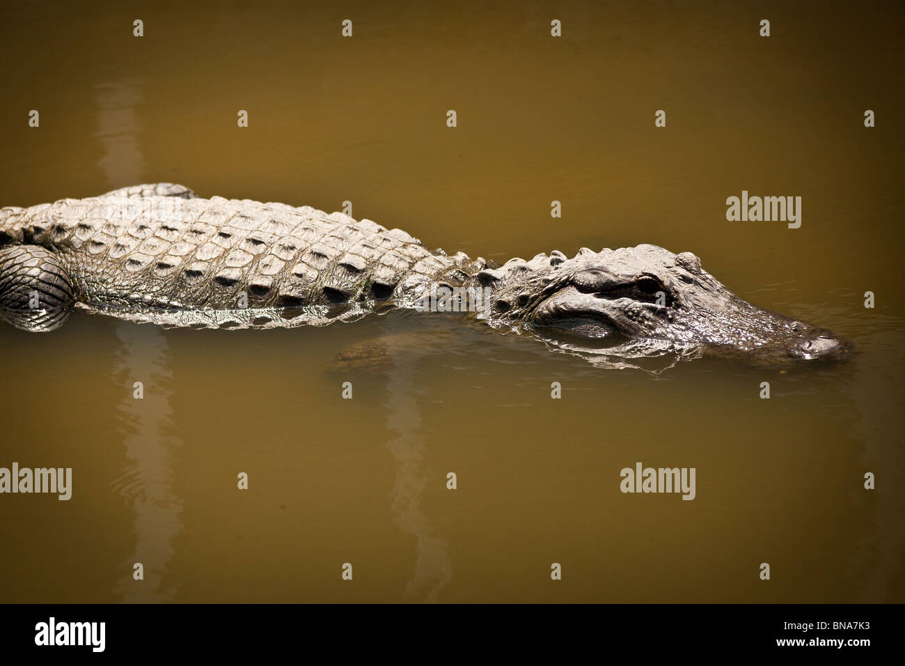 Juvenile alligator hi-res stock photography and images - Alamy