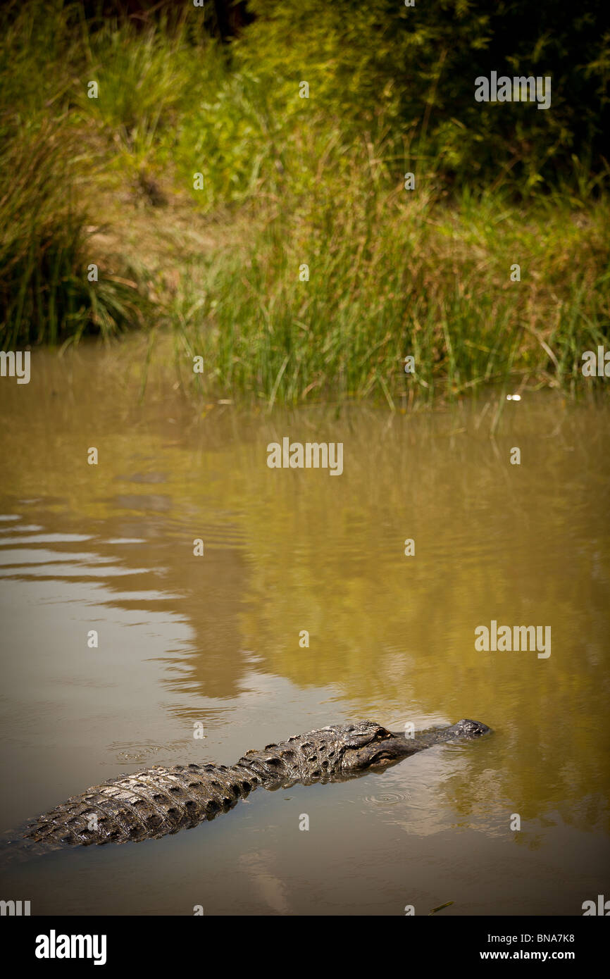 American alligator (Alligator mississipiensis) floats in a swamp in ...