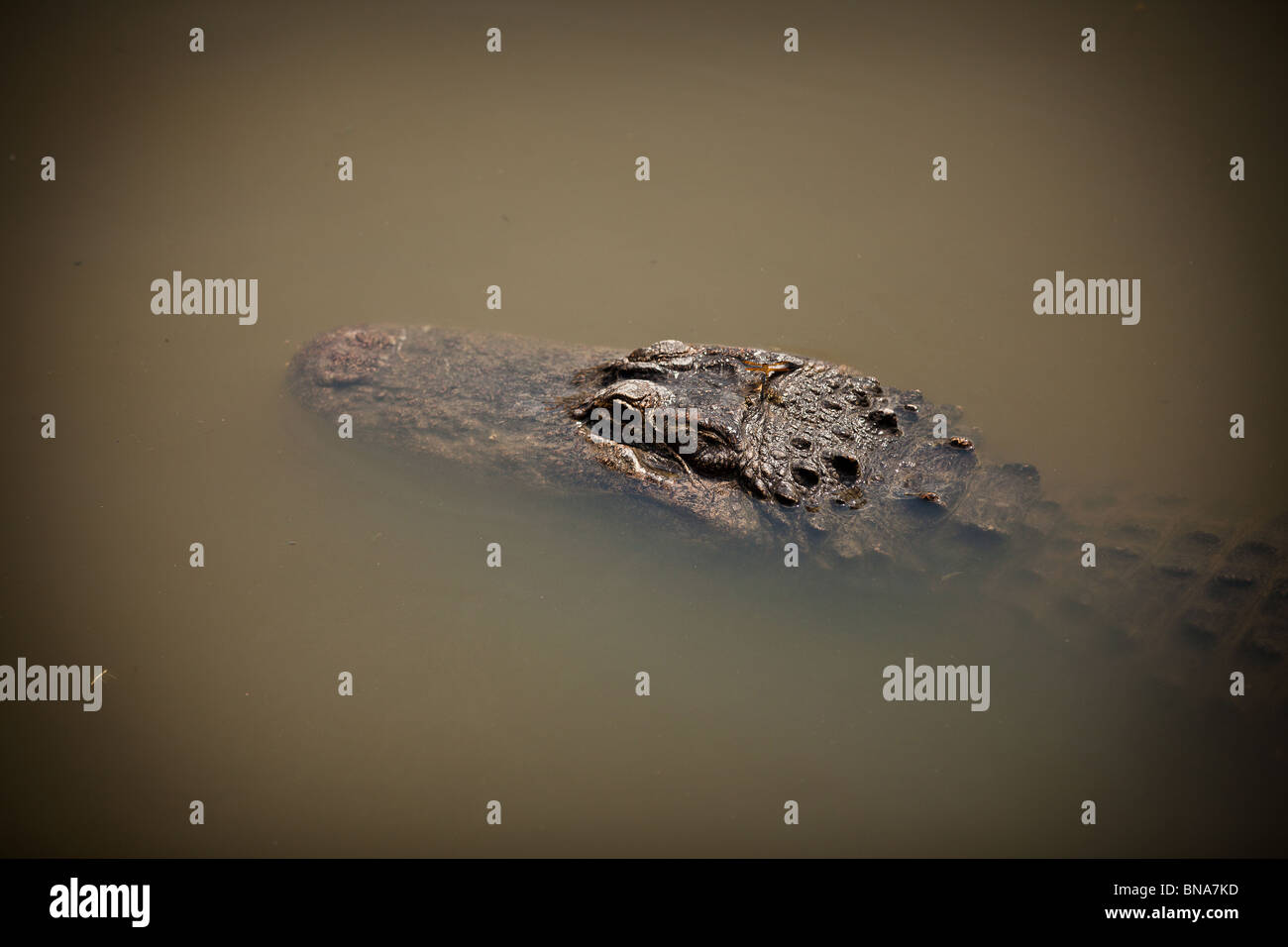 American alligator (Alligator mississipiensis) floats in a swamp in ...