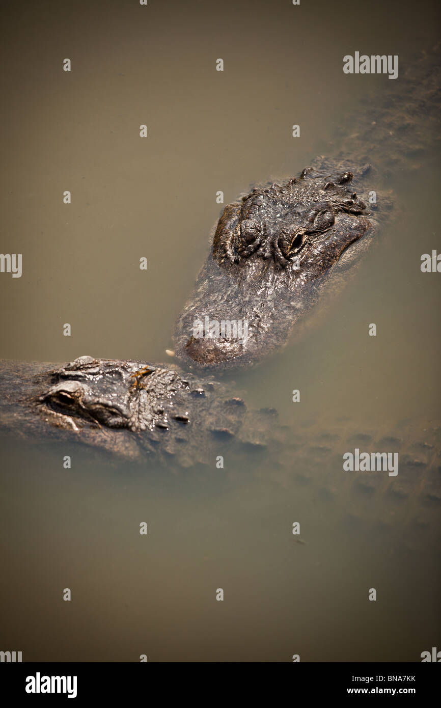 American alligators (Alligator mississipiensis) floats in a swamp in ...