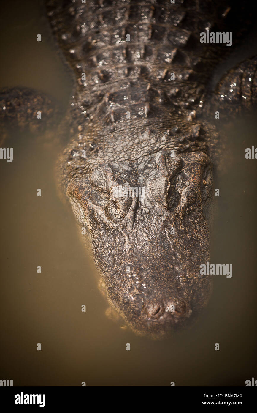 Southeastern swamp hi-res stock photography and images - Alamy