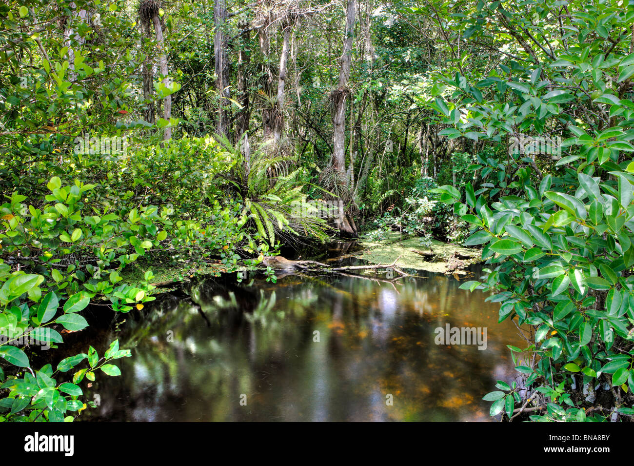 Small Lake, Big Cypress Preserve, Florida Stock Photo - Alamy