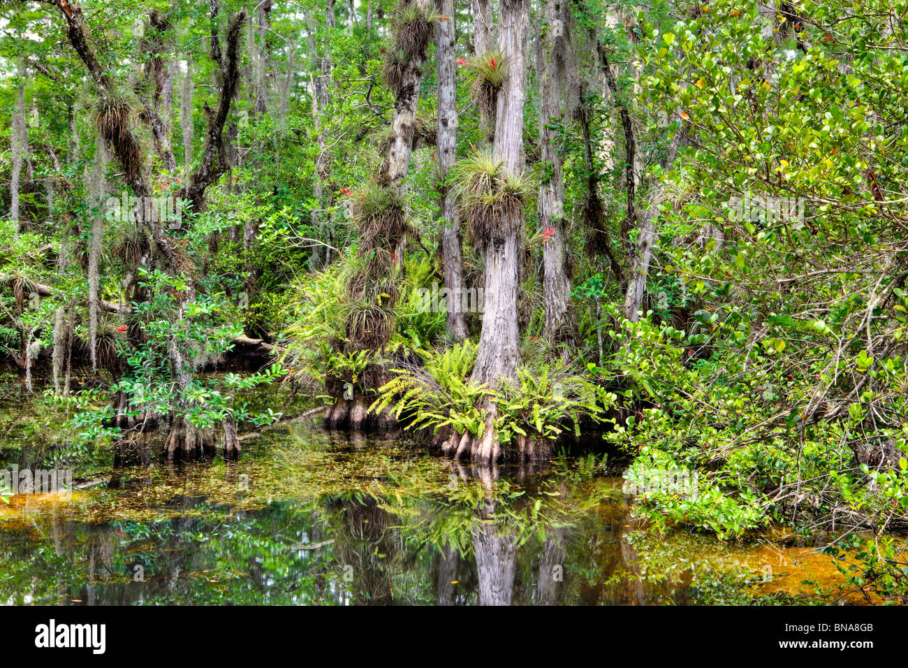 Cypress Swamp, Big Cypress National Preserve, Florida Stock Photo - Alamy