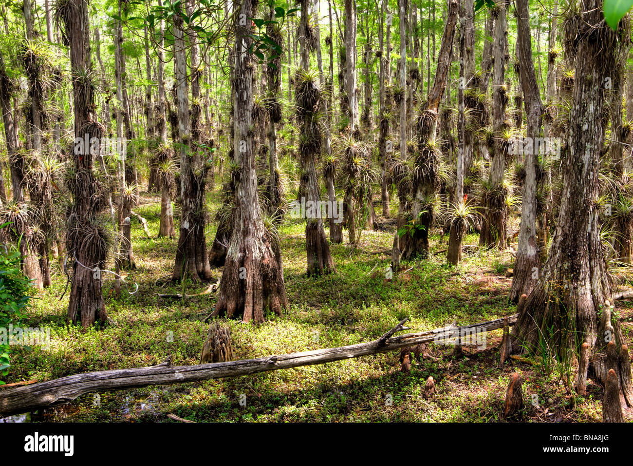 Cypress Swamp, Big Cypress National Preserve, Florida Stock Photo - Alamy
