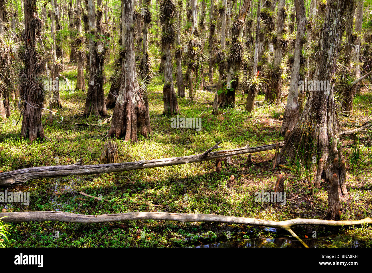 Cypress Swamp, Big Cypress National Preserve, Florida Stock Photo - Alamy
