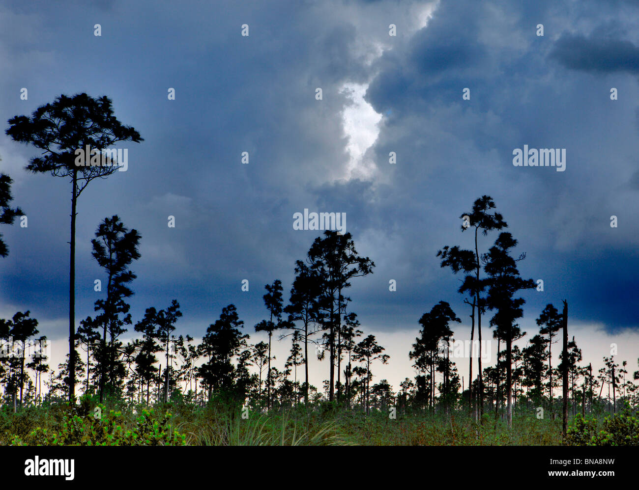 Everglades storm hi-res stock photography and images - Alamy