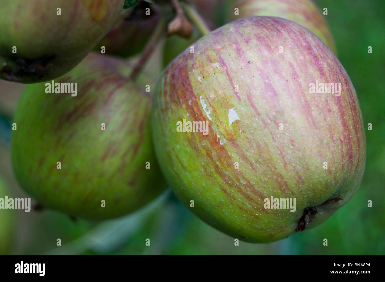 Fresh apples growing on hi-res stock photography and images - Alamy