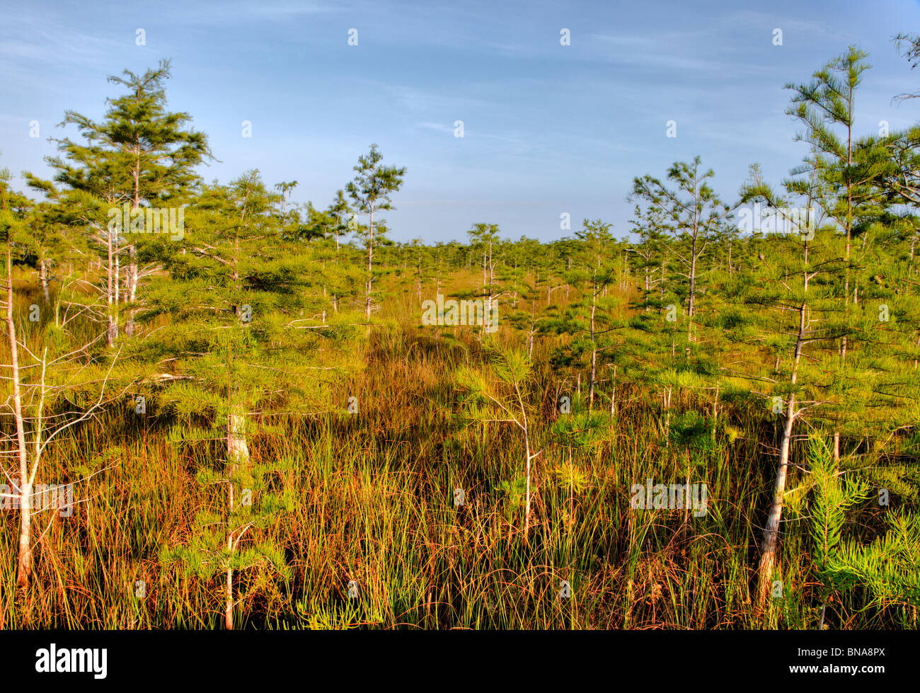 Dwarf Cypress Area, Everglades National Park, Florida Stock Photo - Alamy