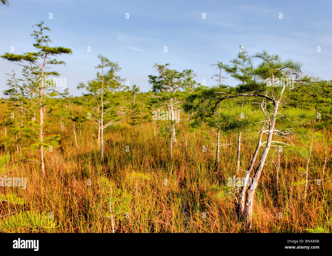 Everglades Dwarf High Resolution Stock Photography and Images - Alamy