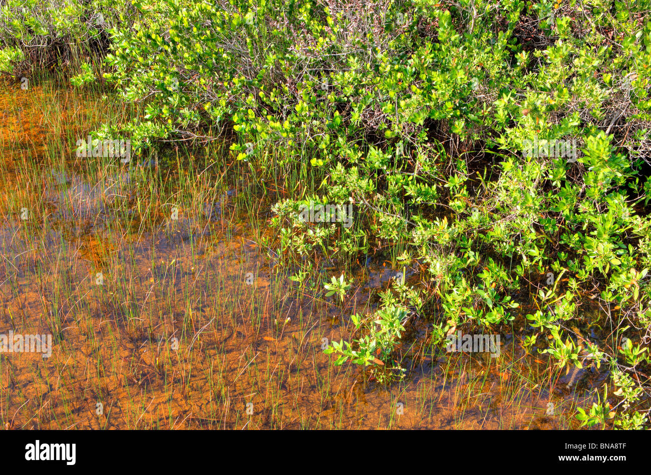 Edge of the River of Grass called Everglades, Everglades National Park ...